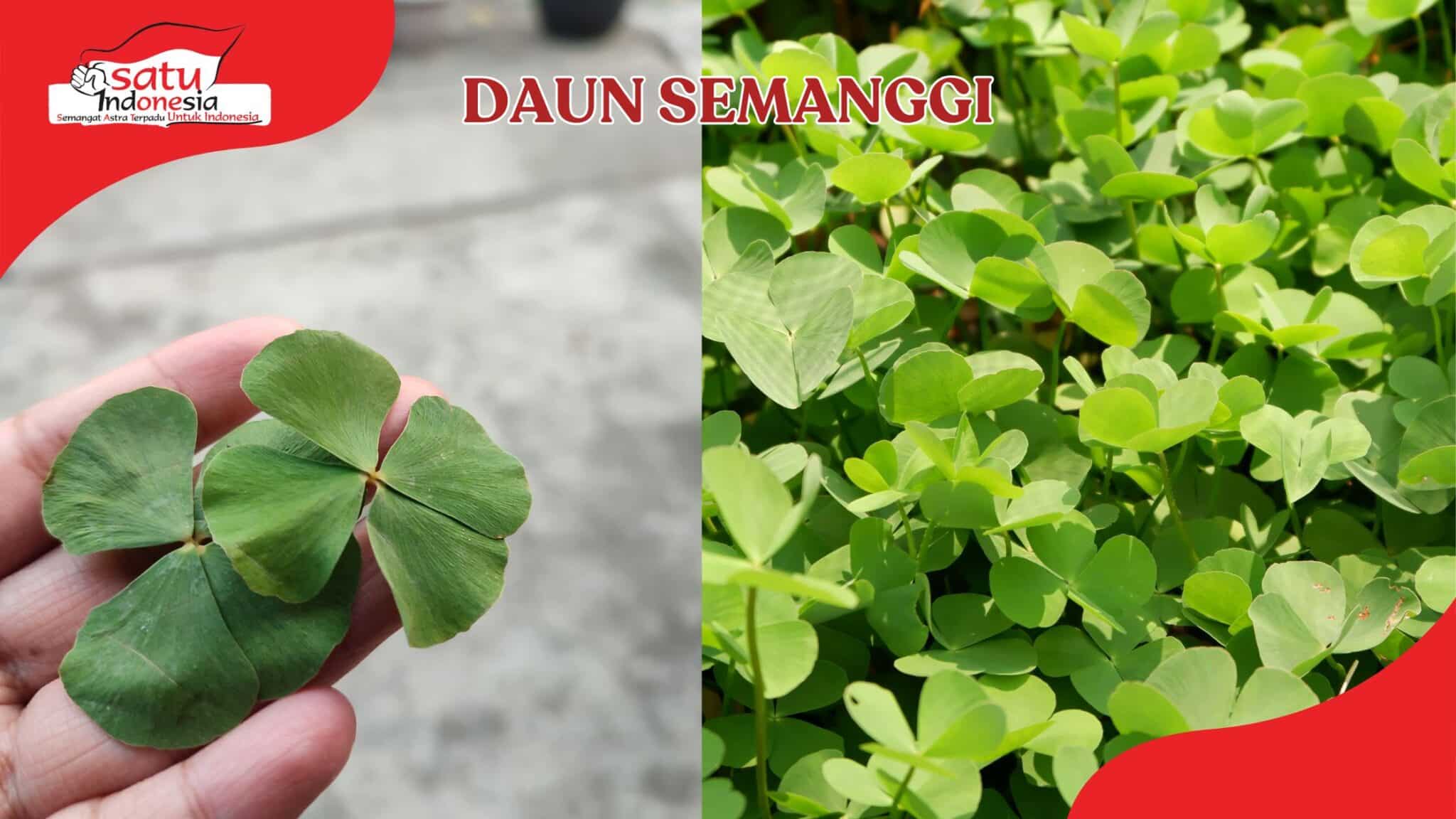 Kampung Berseri Astra Semanggi Surabaya Tetap Lestari dengan Semanggi ...